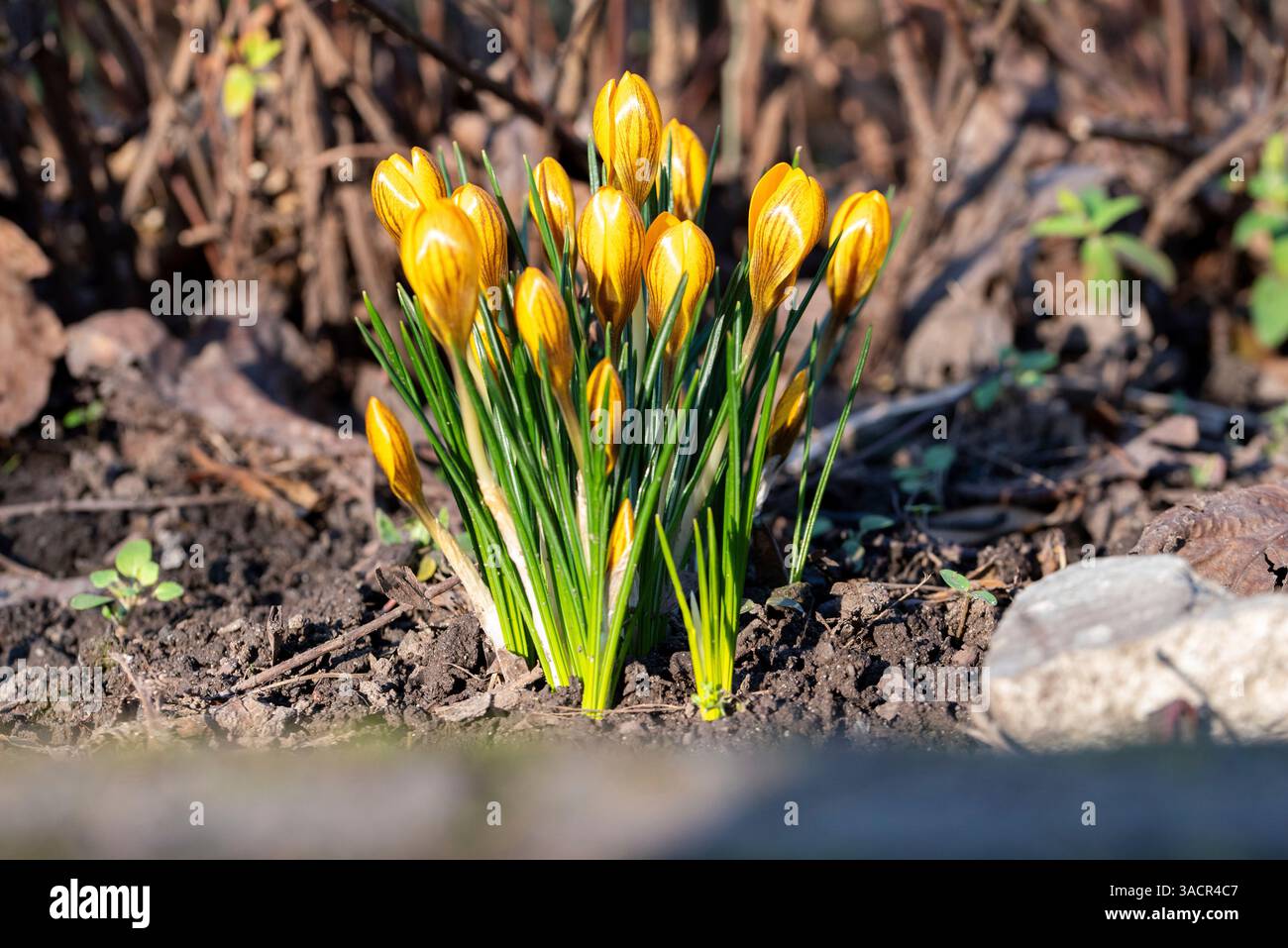 Crocuses in bloom Stock Photo - Alamy