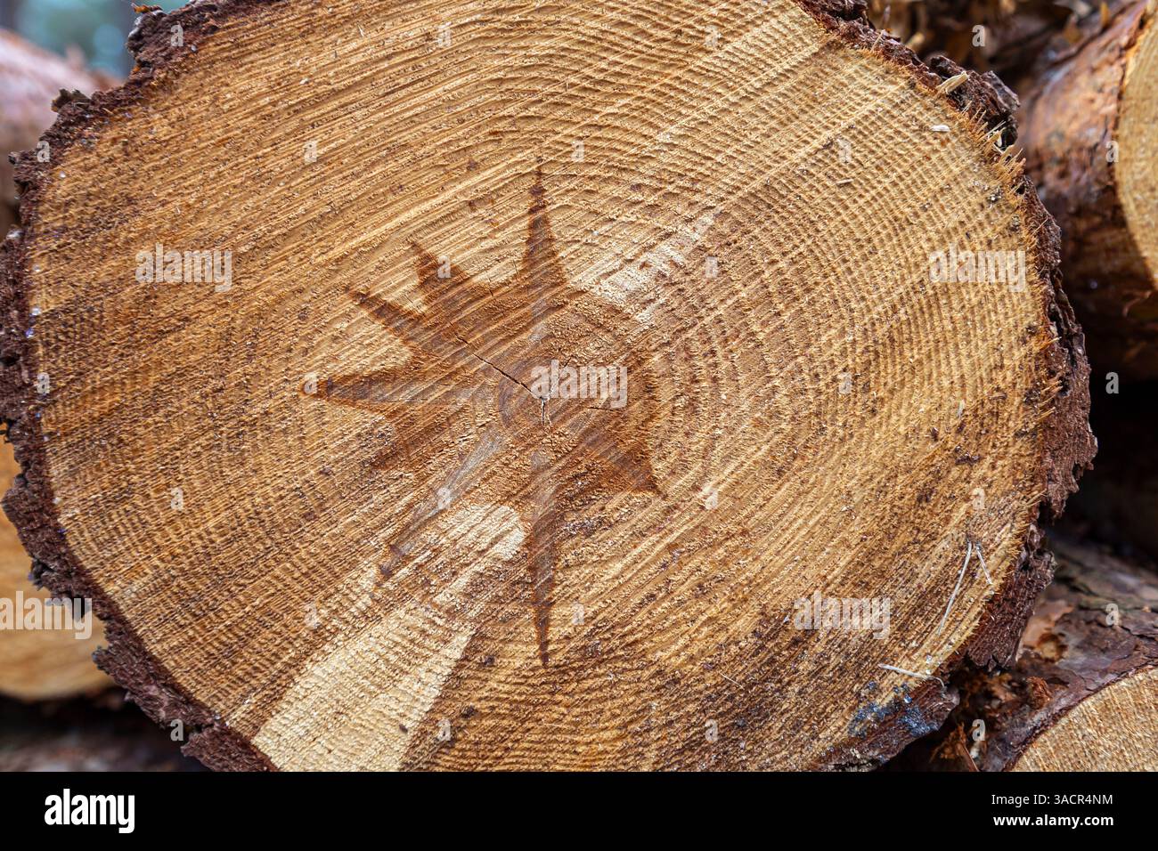 Close-up of a wooden cross-section displaying intricate tree rings ...