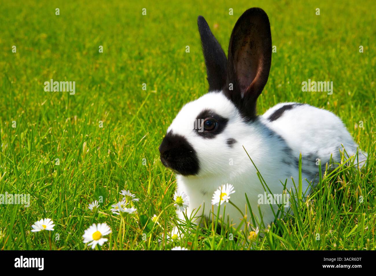 Rabbit english pinto black and white hi-res stock photography and ...