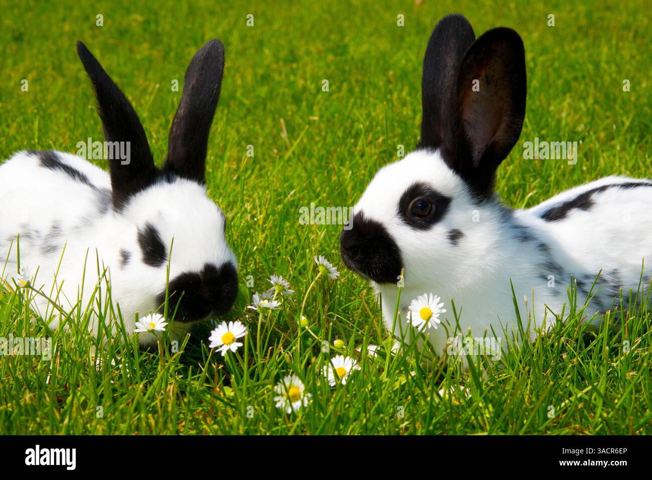 Rabbit english pinto black and white hi-res stock photography and ...