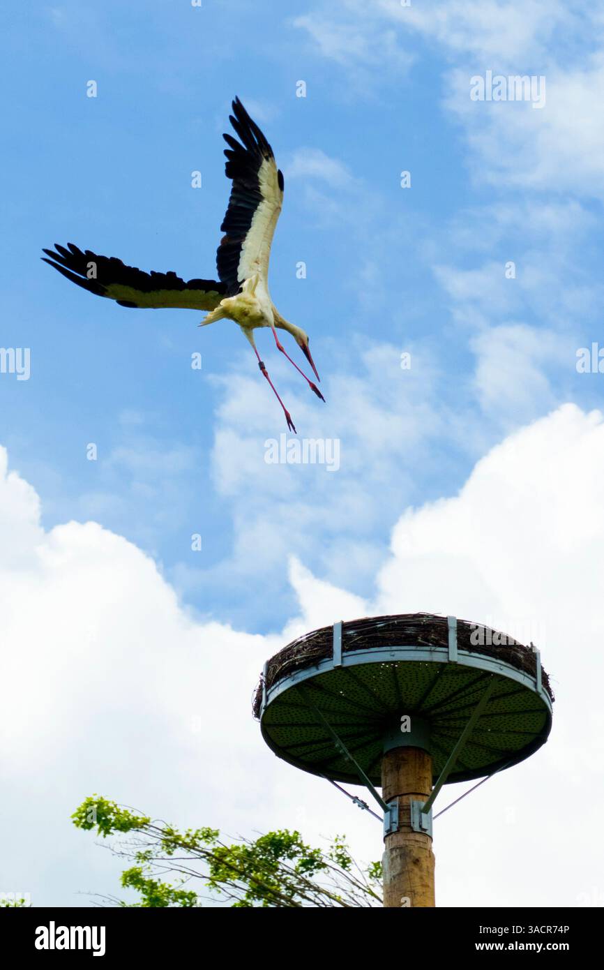 White stork, Ciconia ciconia Stock Photo - Alamy