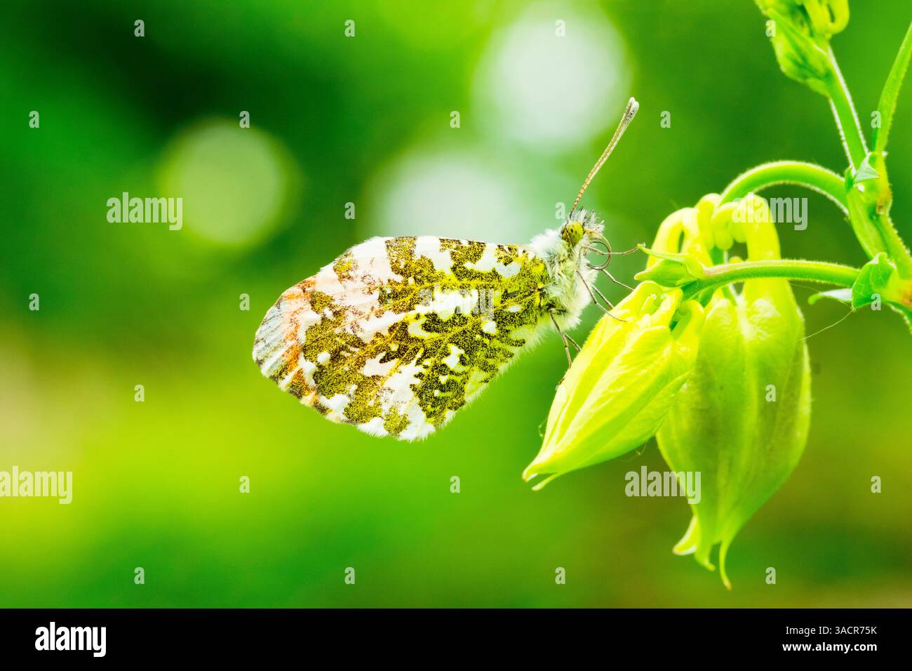 Genus anthocharis hi-res stock photography and images - Alamy