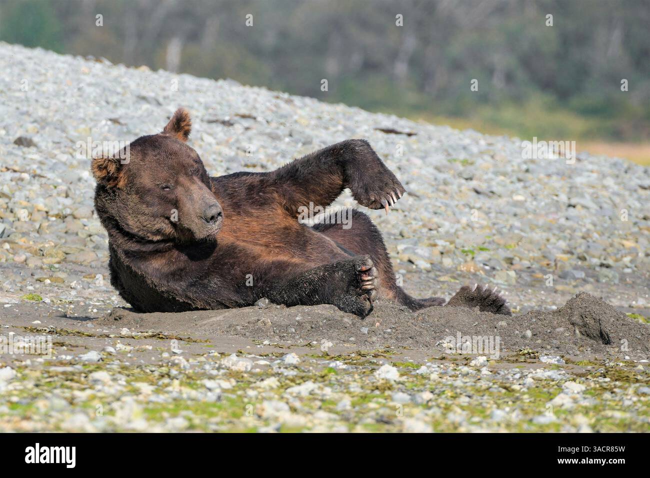 Awakening male grizzly bear hi-res stock photography and images - Alamy