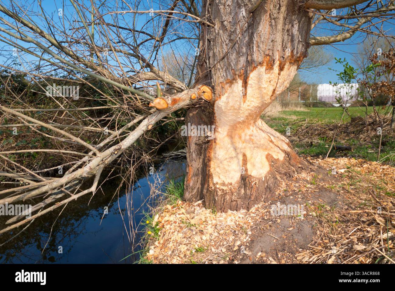 Tree fiber hi-res stock photography and images - Alamy