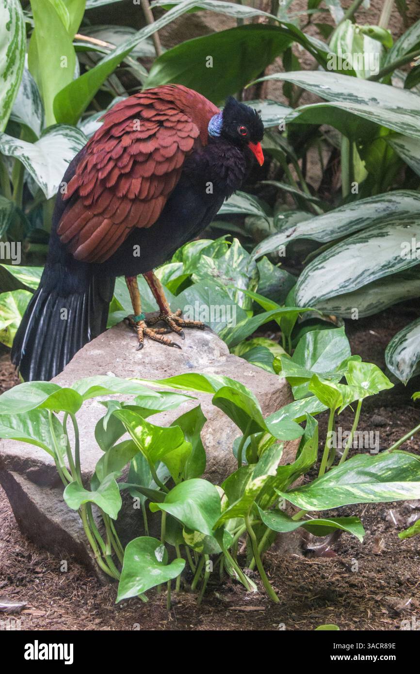 Bronze naped pigeon hi-res stock photography and images - Alamy