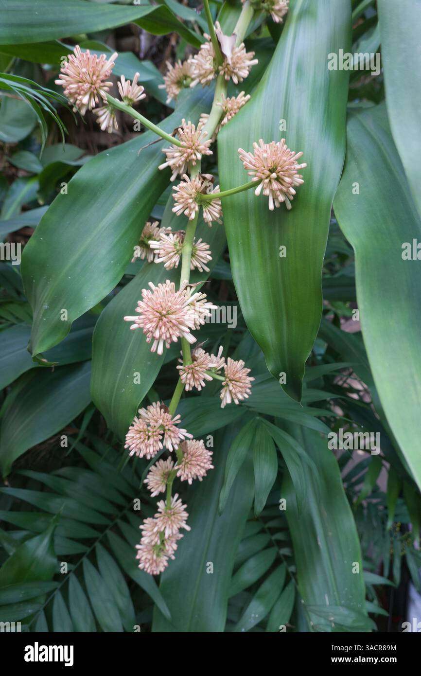 Fragrant dragon tree (Dracaena fragrans) - flowering plant Stock Photo ...