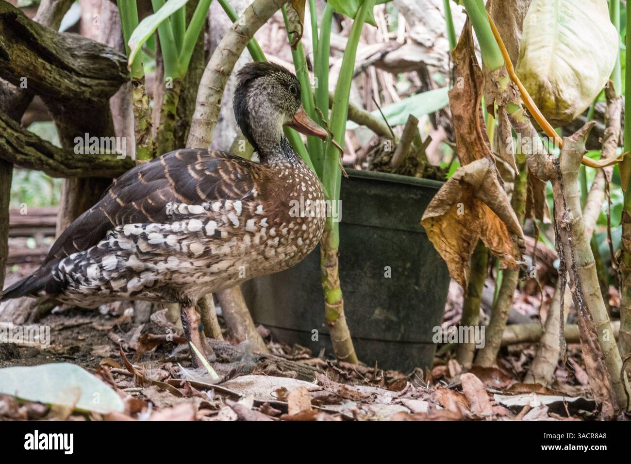 Spotted whistling duck (Dendrocygna guttata), also known as the spotted ...