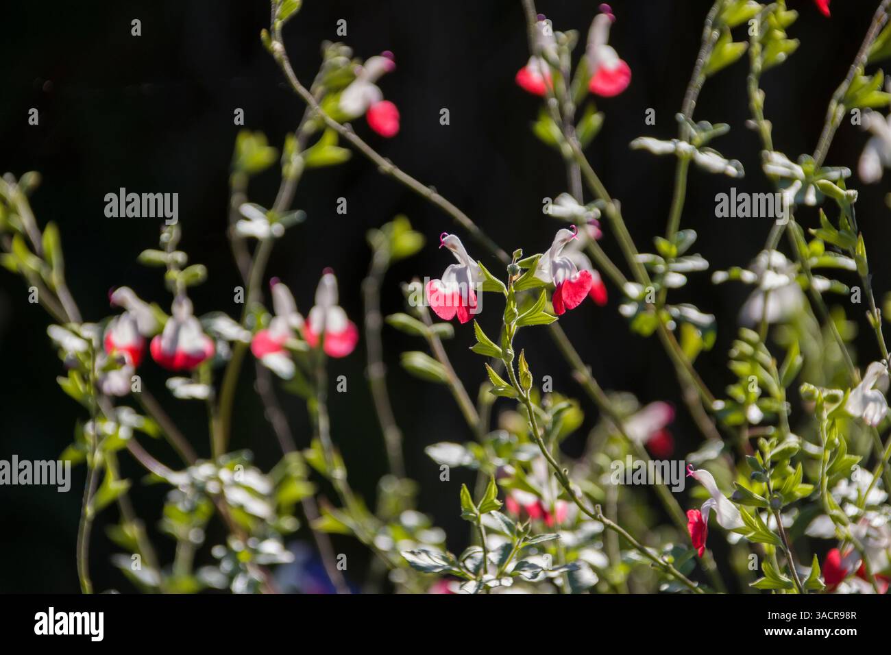 Blackcurrant sage (Salvia microphylla), also known as myrtle sage, Hot ...