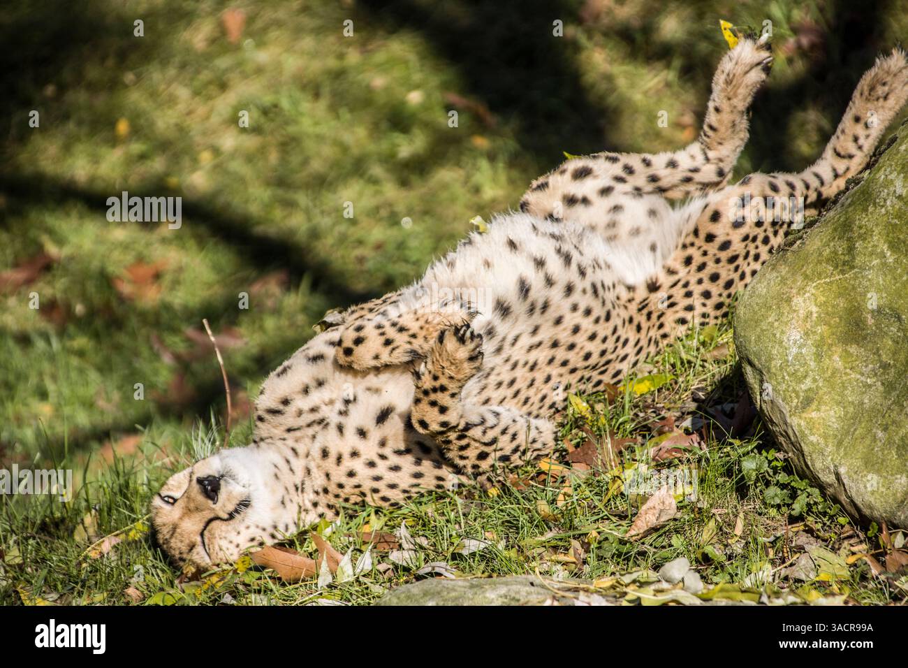 Cheetah (Acinonyx jubatus) lolling in the sun Stock Photo - Alamy