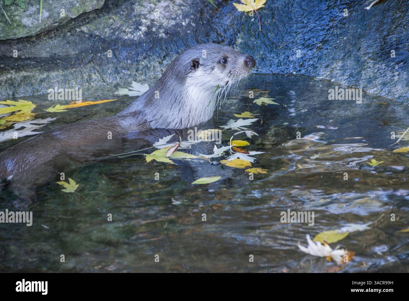 Otter lutra lutra or eurasian otter in an animal enclosure hi-res stock ...
