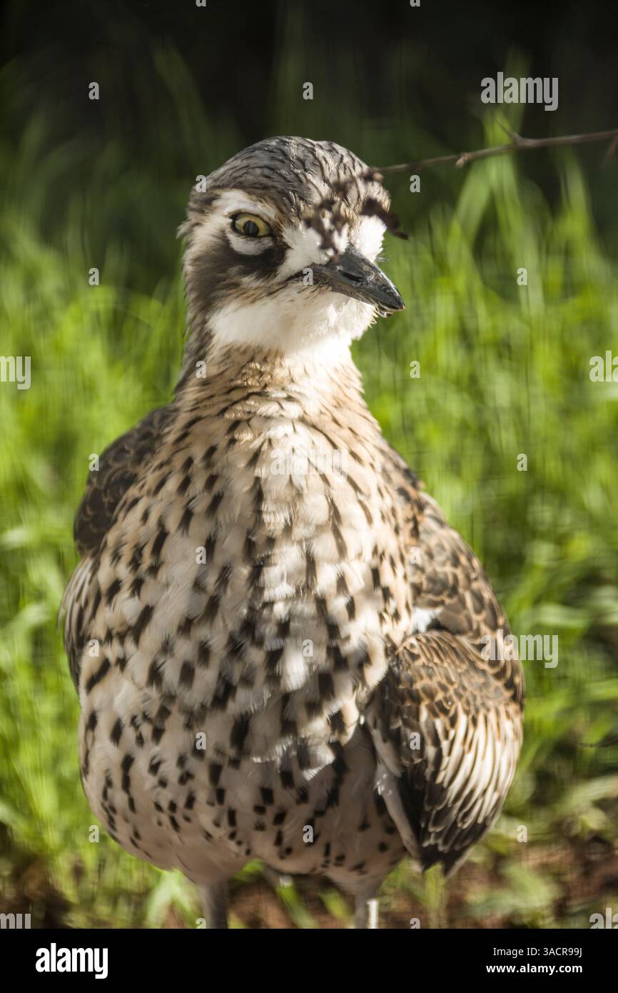 Long-tailed triel (Burhinus grallarius) in a zoo Stock Photo - Alamy