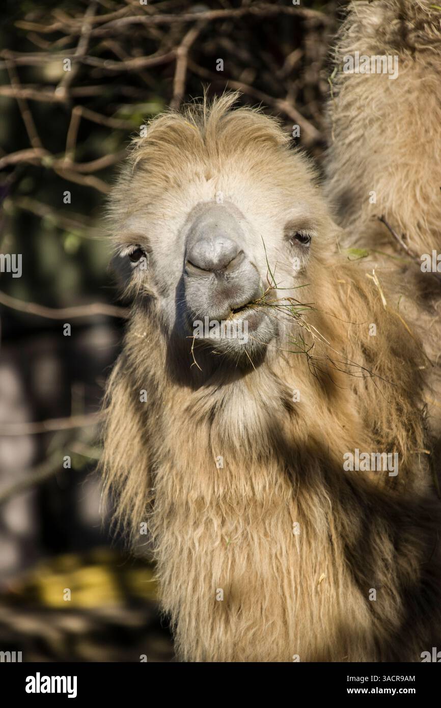 Bactrian camel, also known as the Bactrian camel (Camelus ferus ...