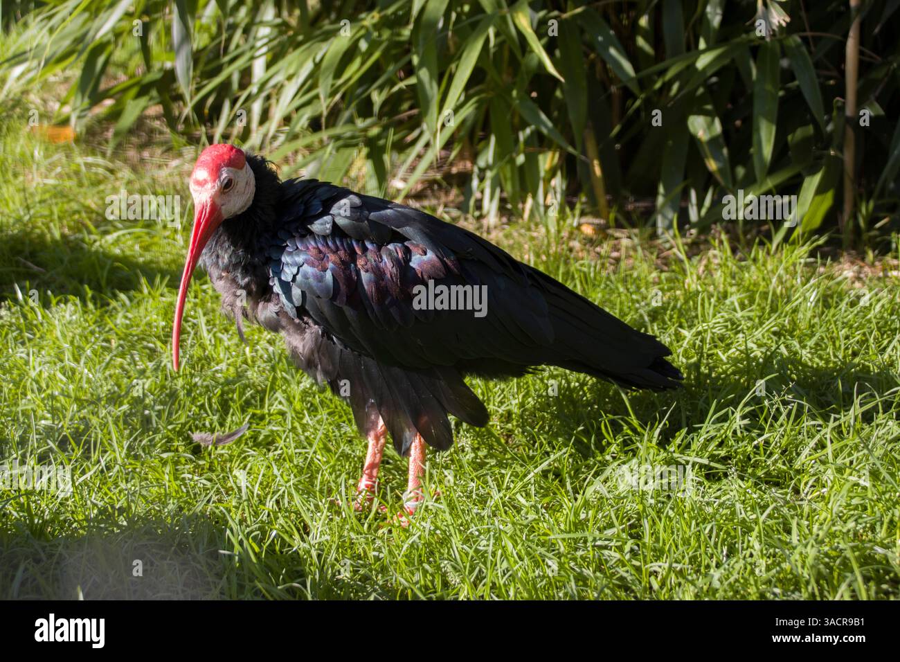 Bald Ibis (Geronticus calvus) in a zoo Stock Photo - Alamy