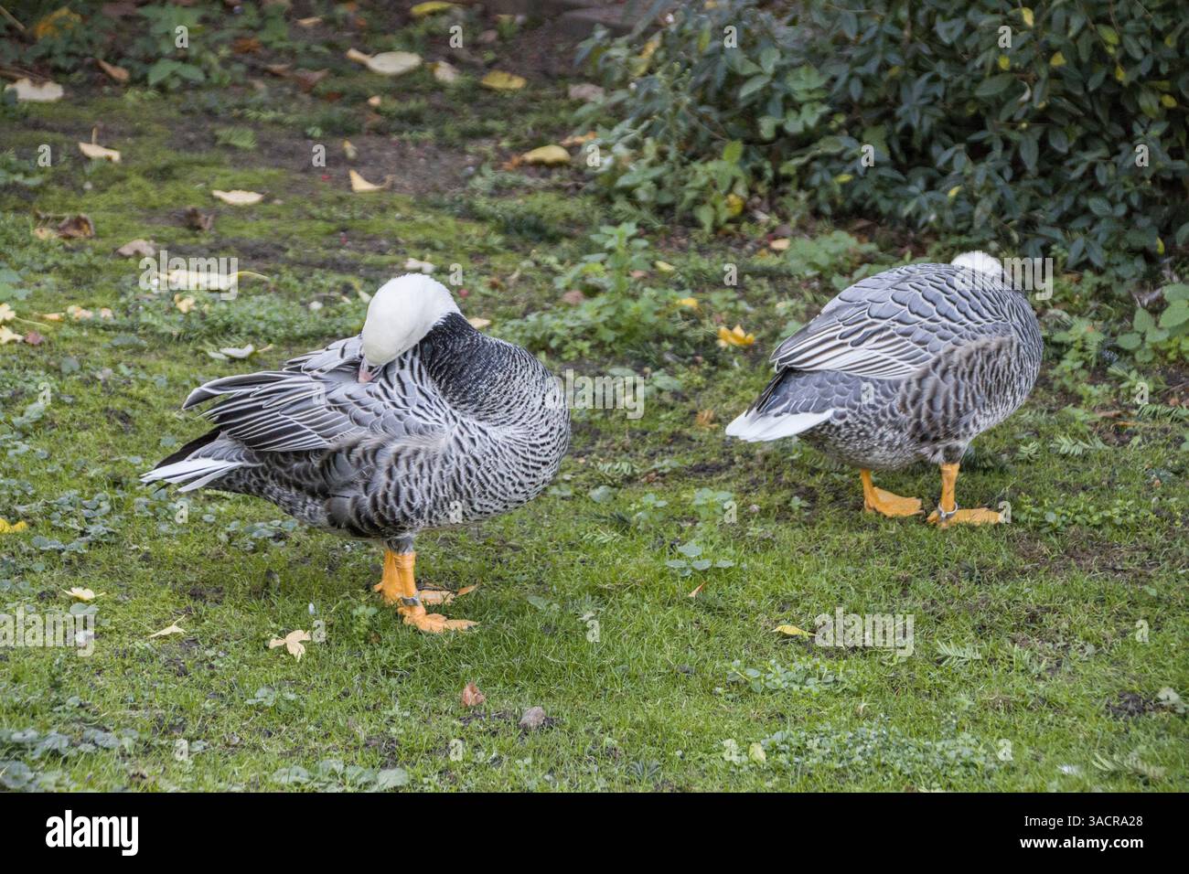 Emperor goose (Anser canagicus) in a zoo Stock Photo - Alamy