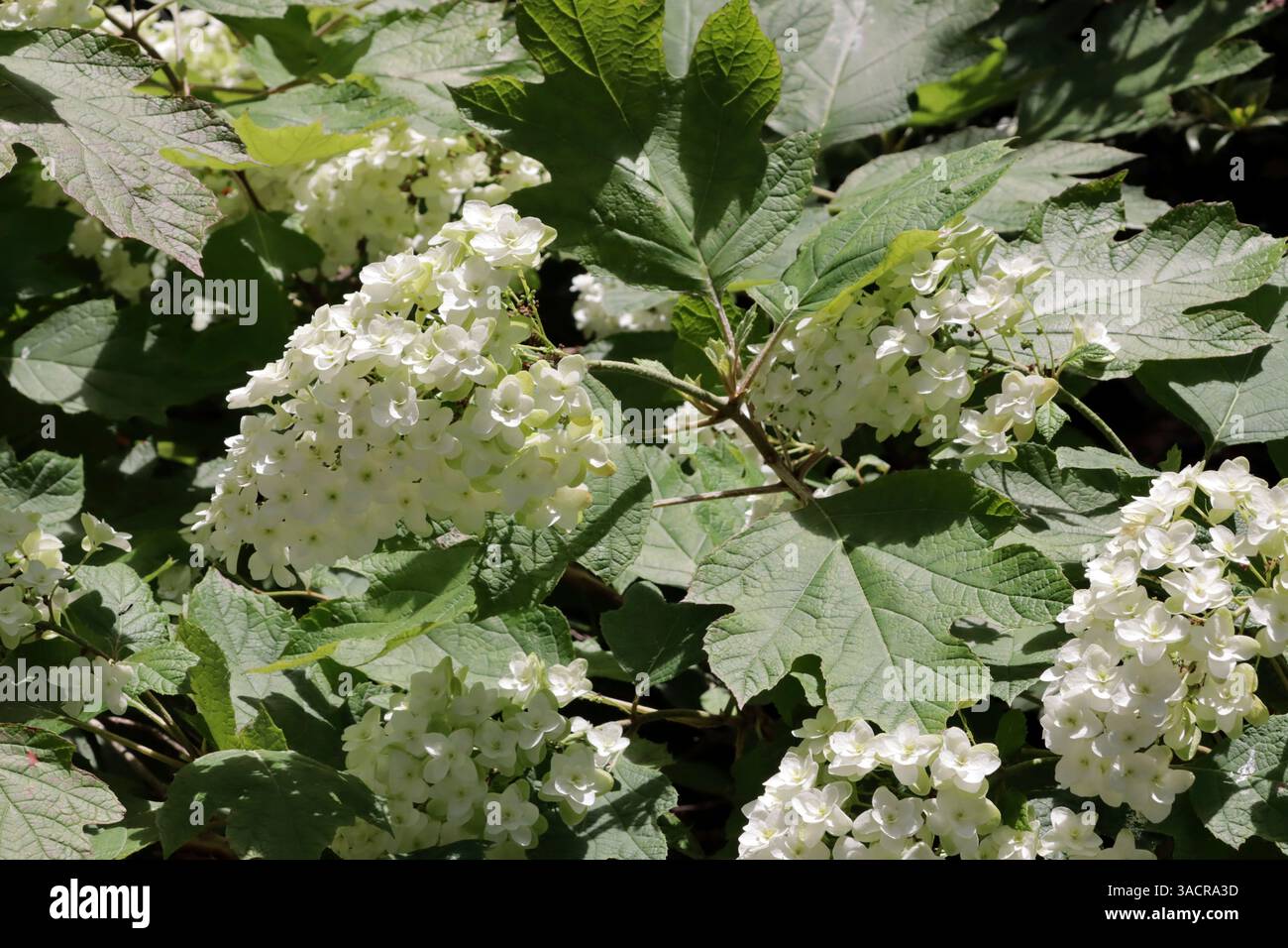 Oak-leaved hydrangea - Hydrangea quercifolia Stock Photo - Alamy