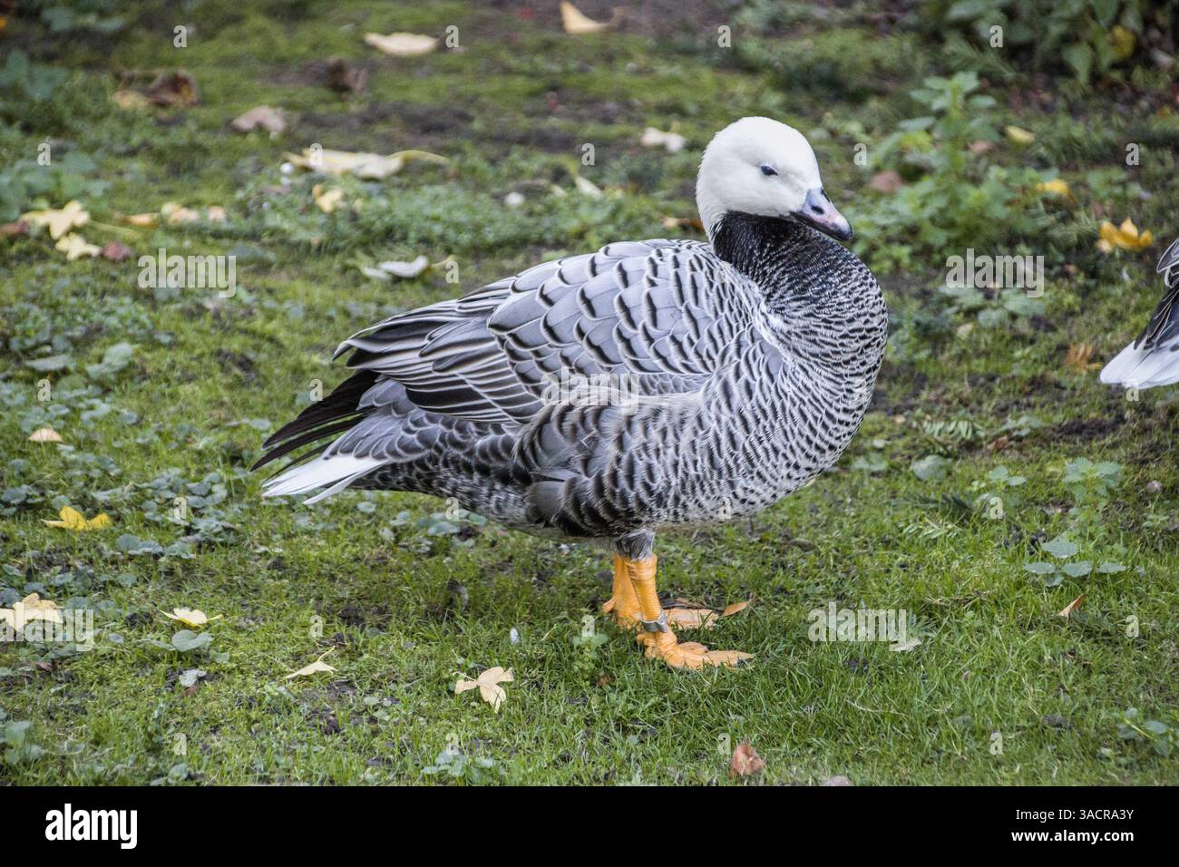 Emperor goose in siberia hi-res stock photography and images - Alamy