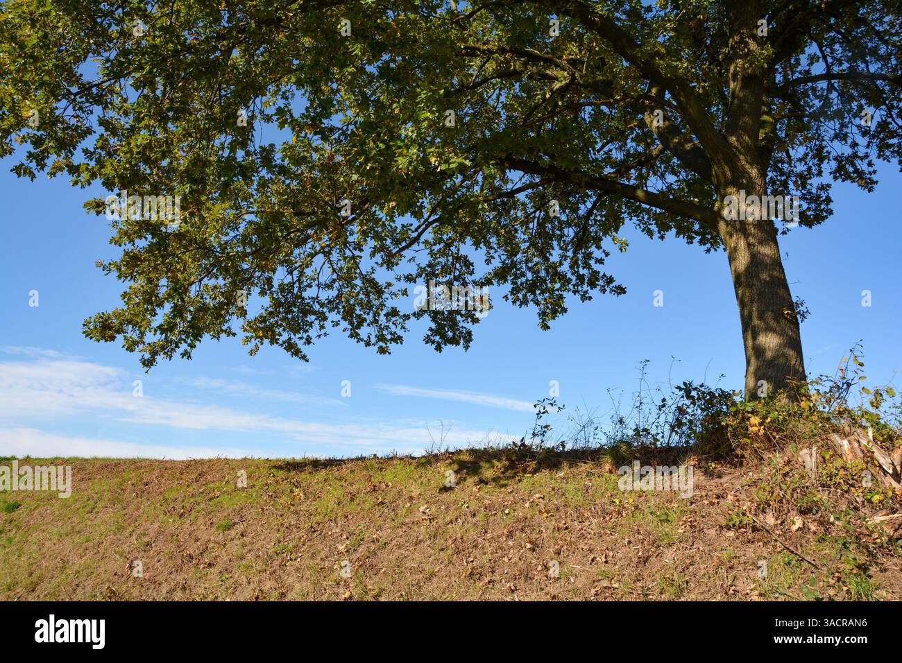 Tree in dry meadow hi-res stock photography and images - Alamy