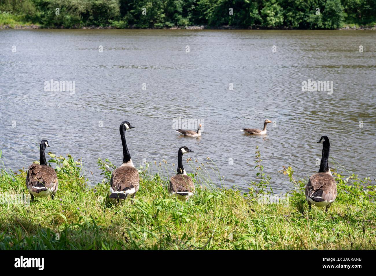 Many Canada geese ( Branta canadensis ) in the green grass in the wild ...