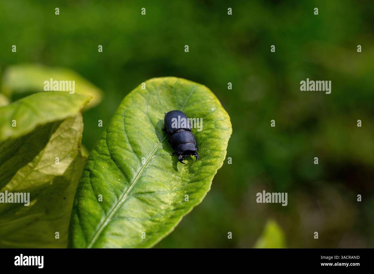 Dwarf stag beetle hi-res stock photography and images - Alamy
