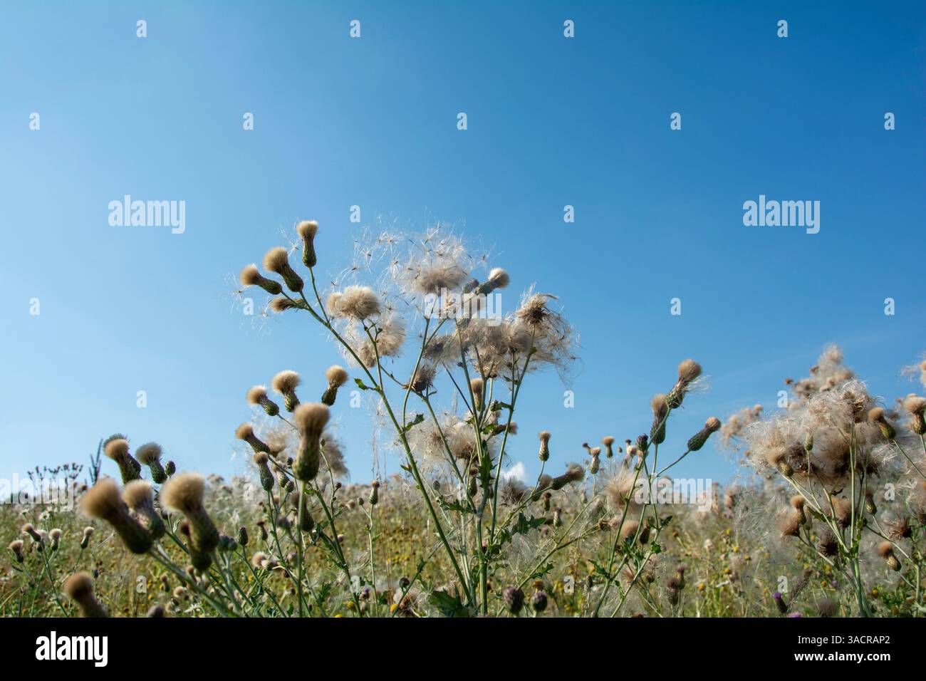 Wilted thistles in a field with lots of flying seeds Stock Photo - Alamy