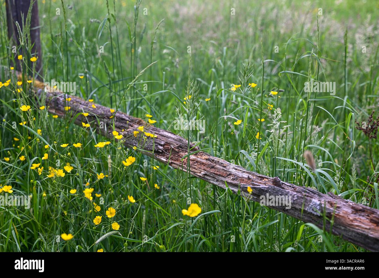 Old rotten wood of a fence on a green flower meadow Stock Photo - Alamy