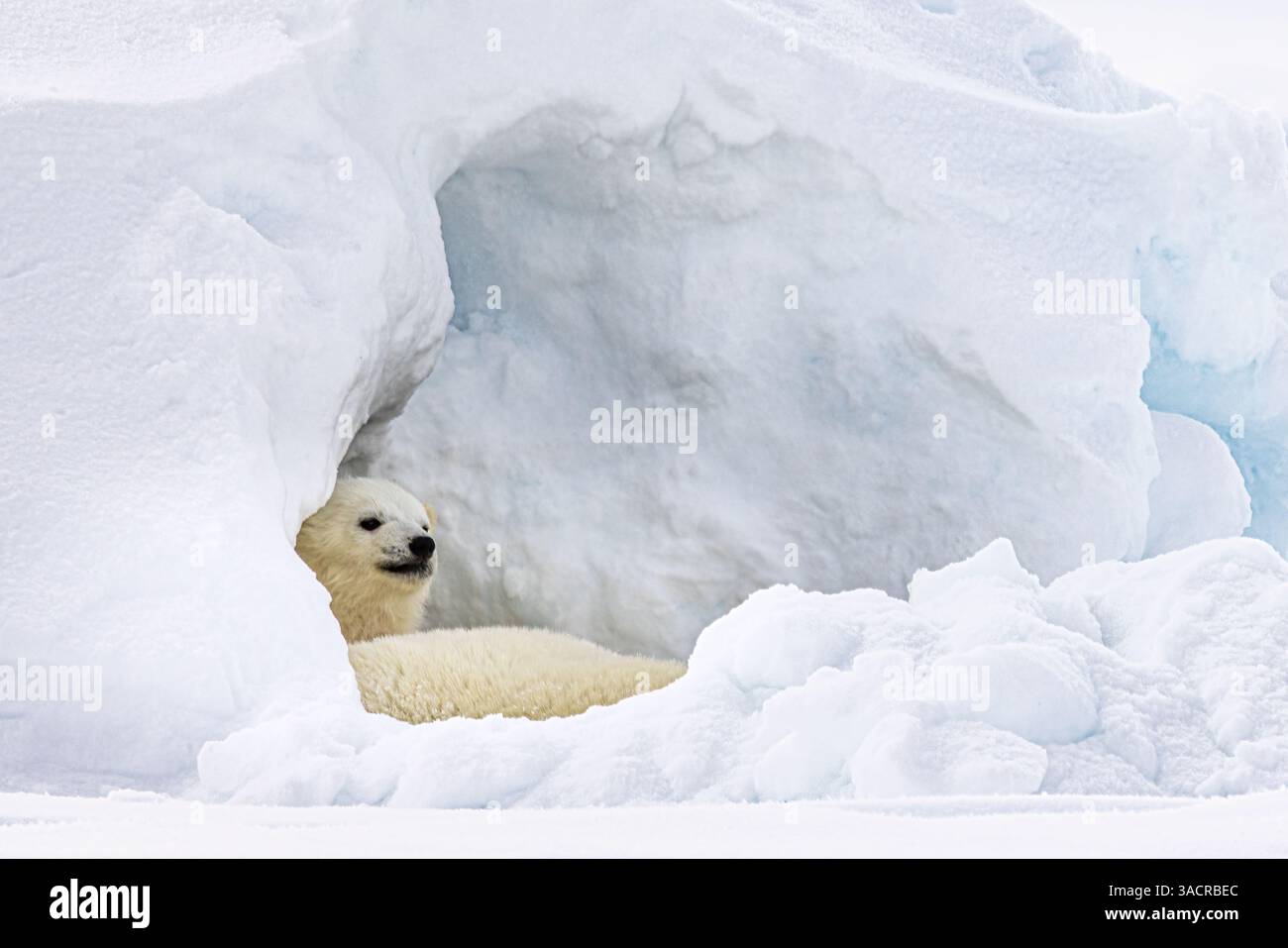 Sow Polar Bear and two (2) cubs in a day den on a frozen fjord, Baffin ...