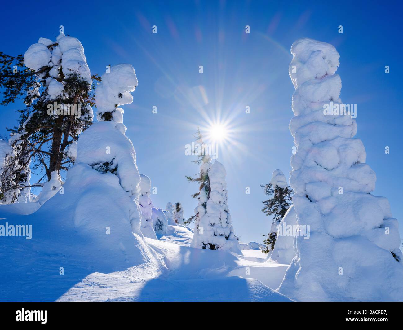 Boreal forest covered in snow (Tykkylumi) in the Taiga of Finland at ...