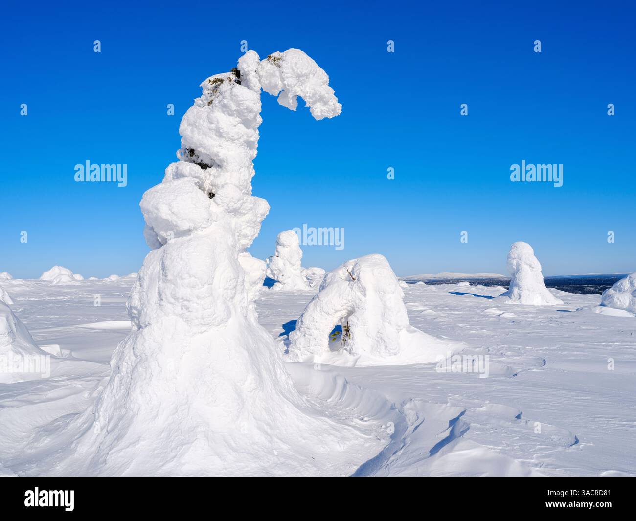 Boreal forest covered in snow (Tykkylumi) in the Taiga of Finland at ...