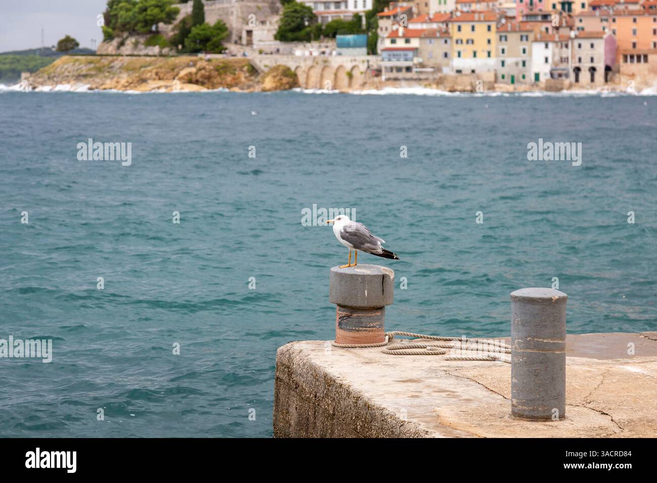 A seagull sits on a bollard at the harbor Stock Photo - Alamy