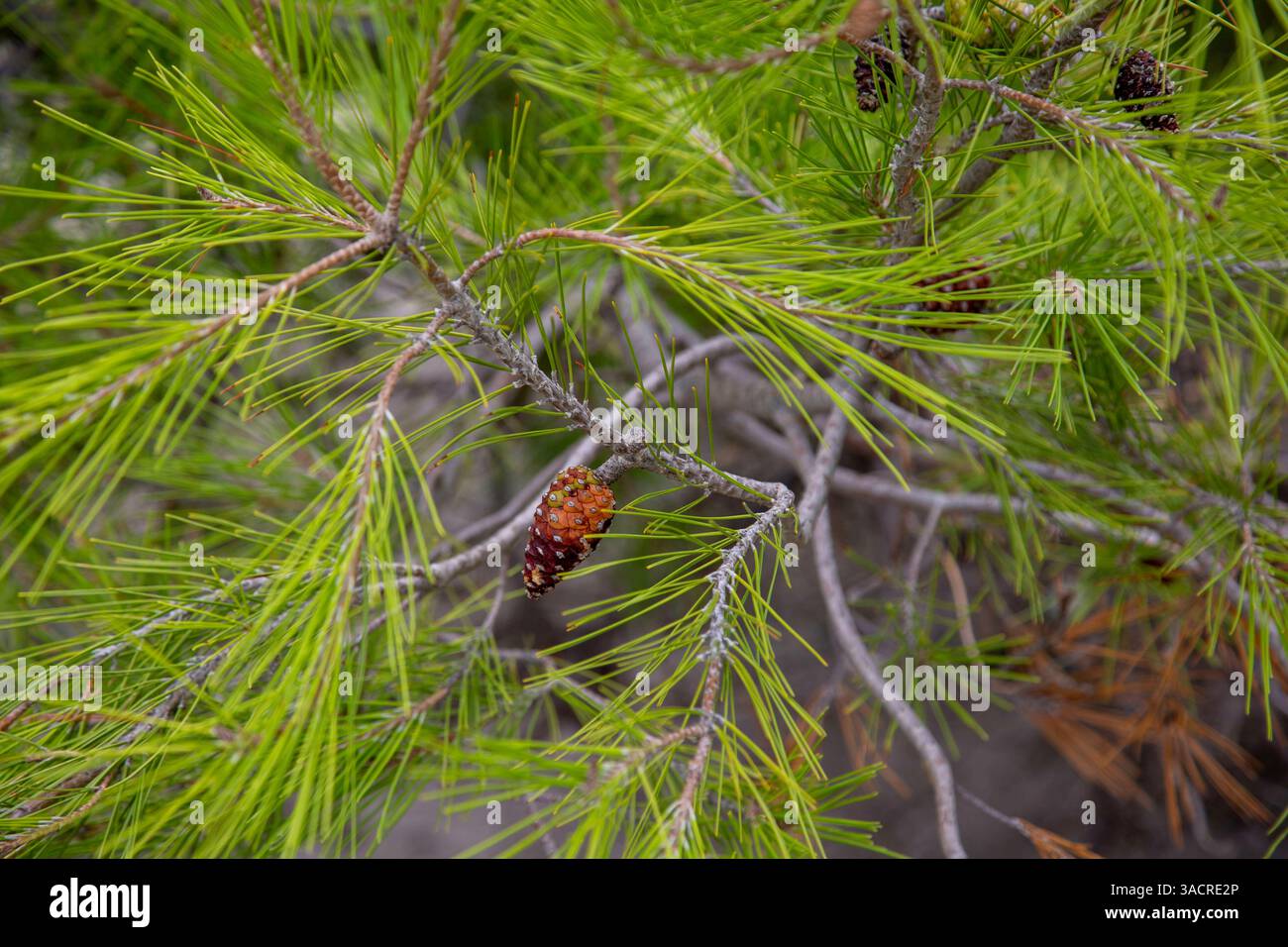 Needles branches pine cones hi-res stock photography and images - Alamy