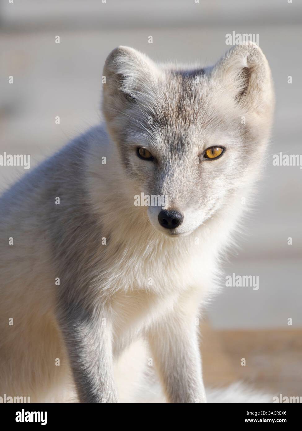 Young white Arctic fox in an enclosure for orphaned arctic foxes of the Melrakkasetur (Arctic ...