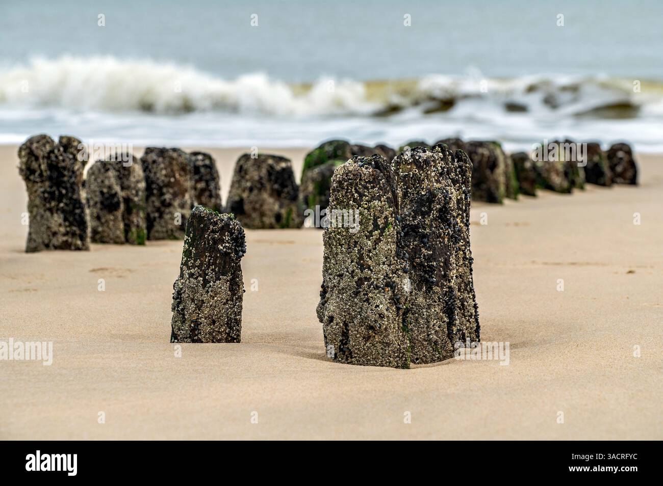 Old groyne on the north sea beach hi-res stock photography and images ...