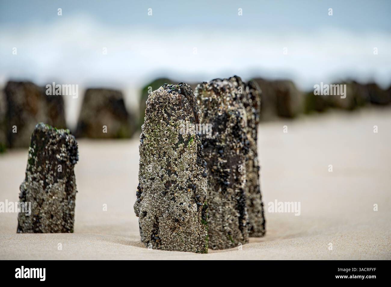 Shell-covered old groynes on the beach Stock Photo - Alamy