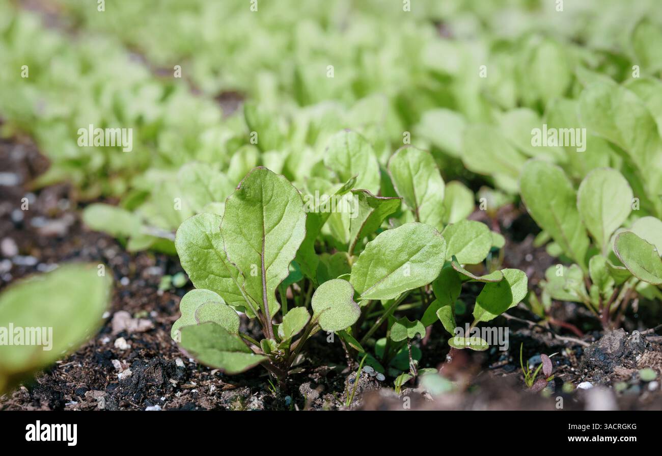 Arugula seedling in garden with defocused plant rows. Close up. Lush ...