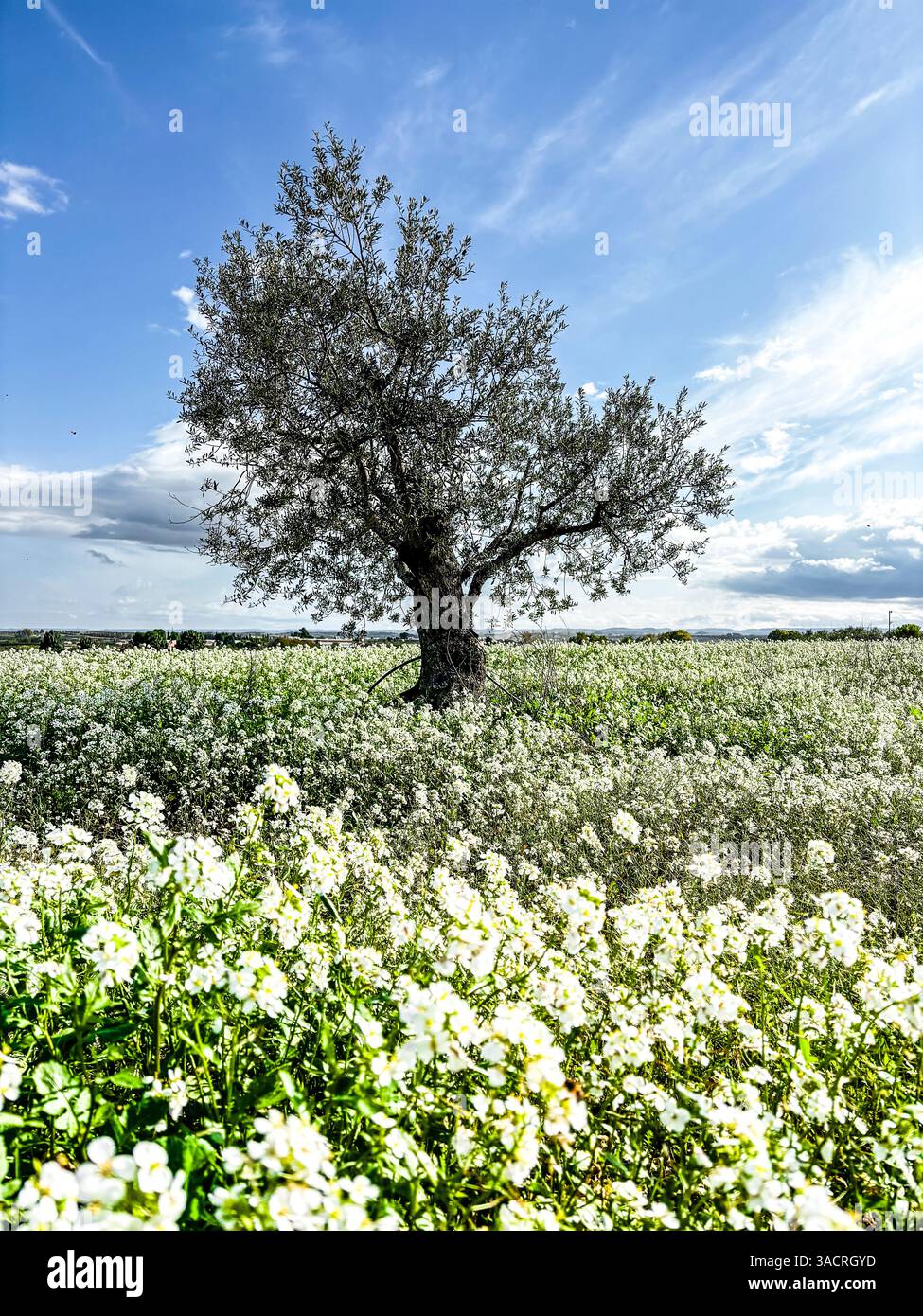 Olive tree standing in the center of a green meadow filled with white ...