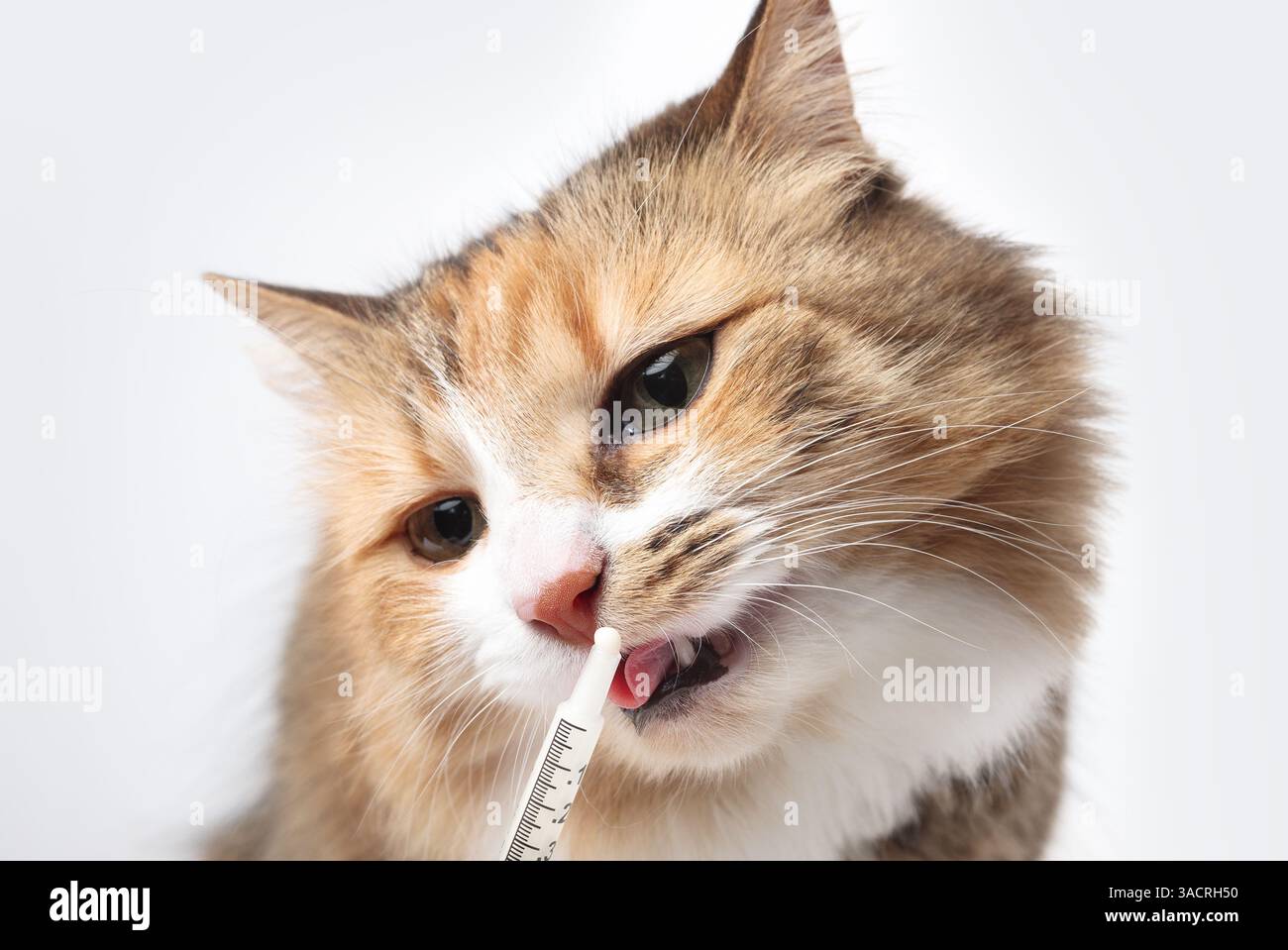Cat licking liquid medication from syringe. Pet owner administering ...