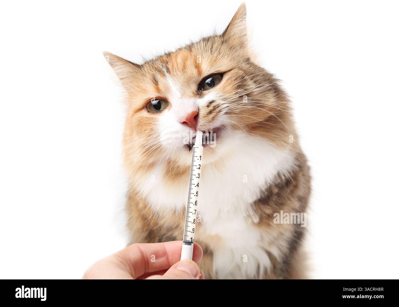Cat with liquid medication in syringe. Pet owner administering liquid ...