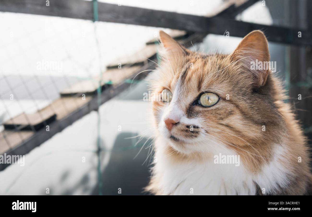 Cute cat sitting in front of defocused wire mesh enclosure and ladder ...