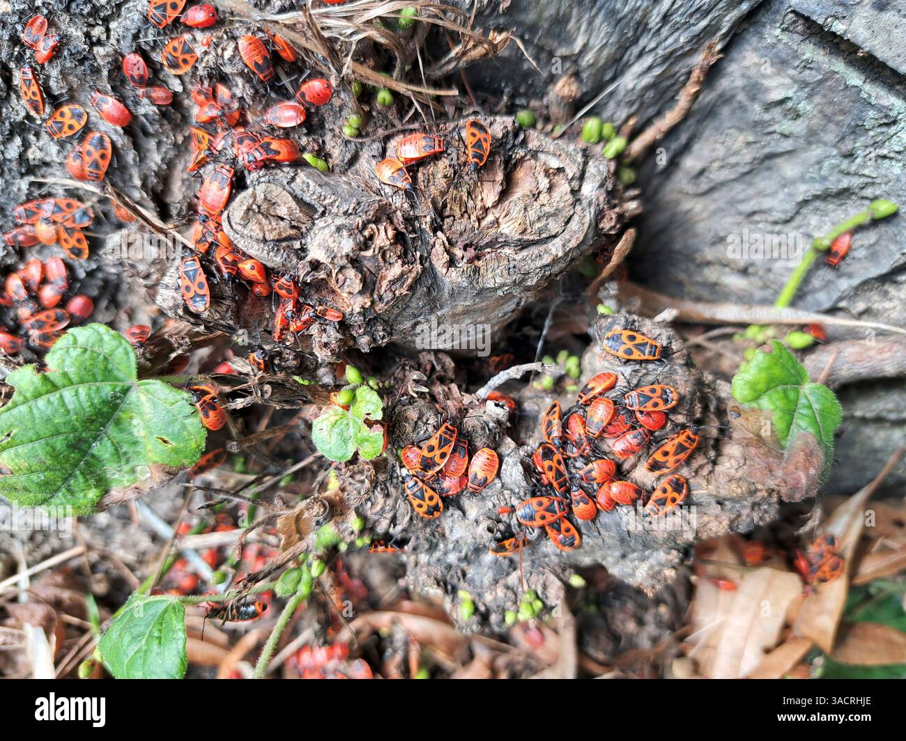 Common fire bug (Pyrrhocoris apterus) - Beetles and nymphs Stock Photo ...