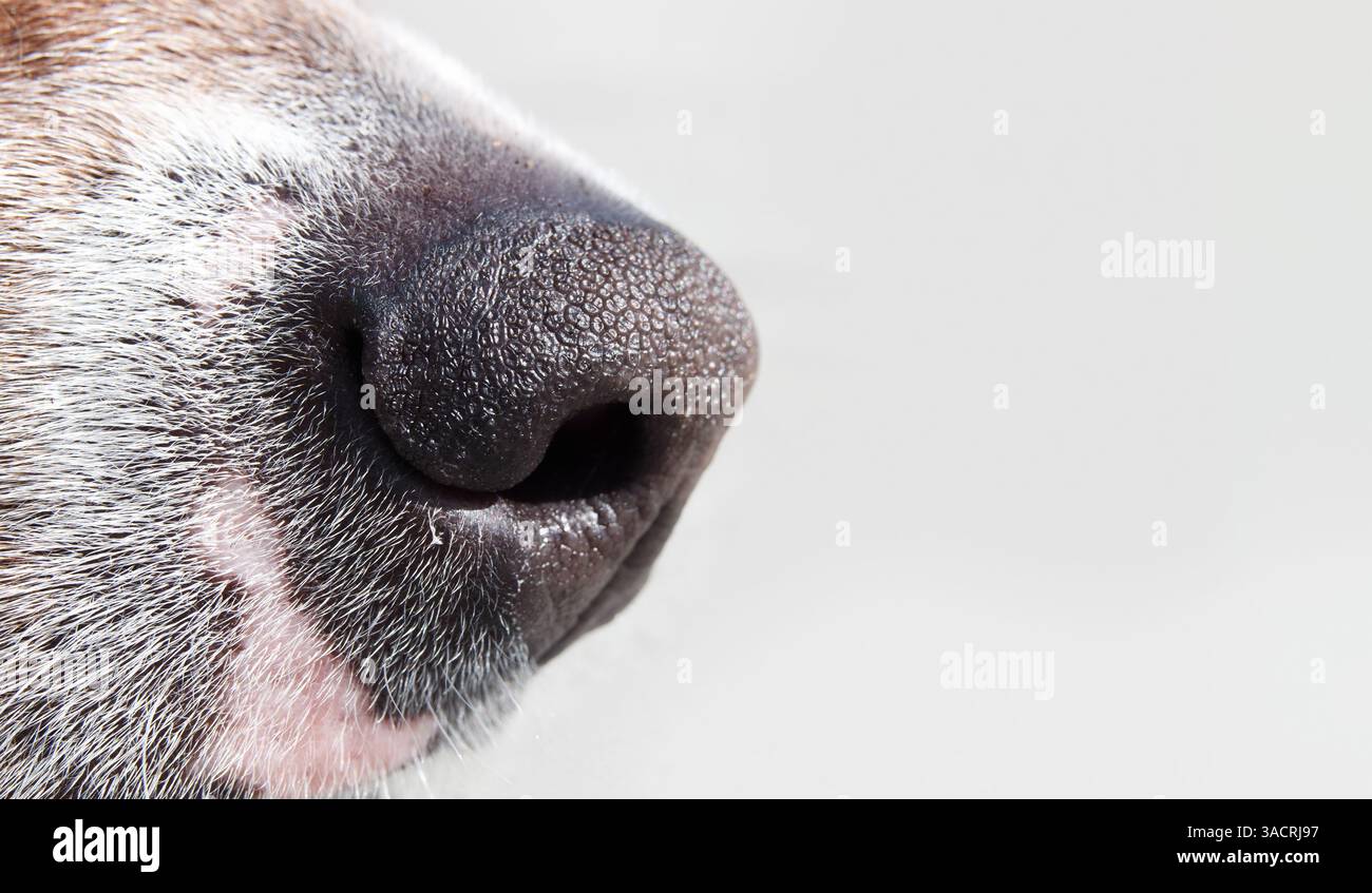 Black dog nose on gray background. Close up. Side view of puppy dog ...