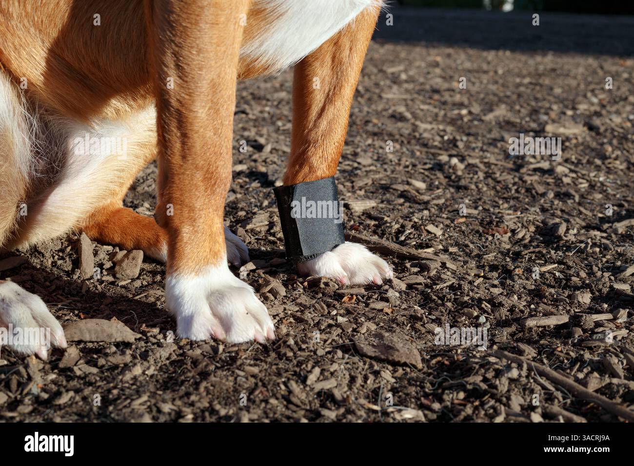 Dog paw with bandage over broken dew claw. Close up of puppy dog ...