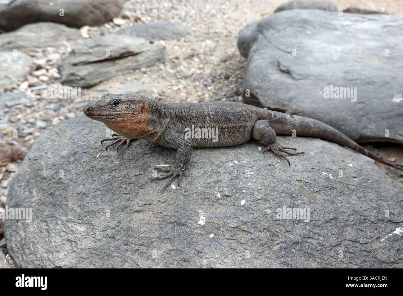 Gran Canaria giant lizard (Gallotia stehlini), Gran Canaria, Spain ...