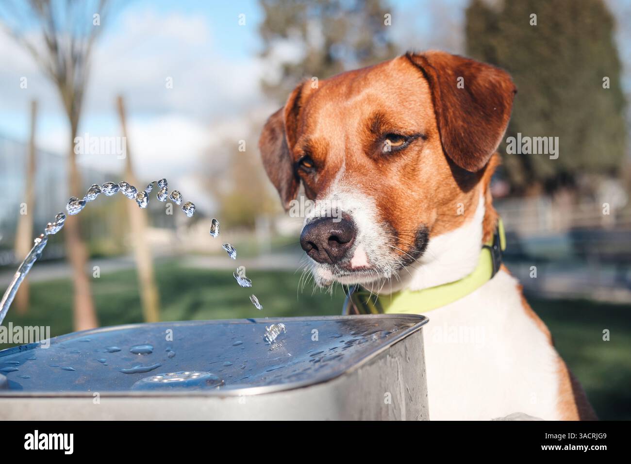 Curious dog with water fountain from public drink water dispenser. Cute ...