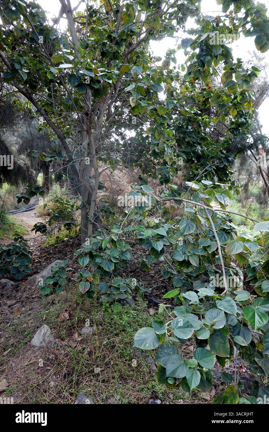 Talipariti elatum (syn. Hibicus elatus), Gran Canaria, San Agustin ...