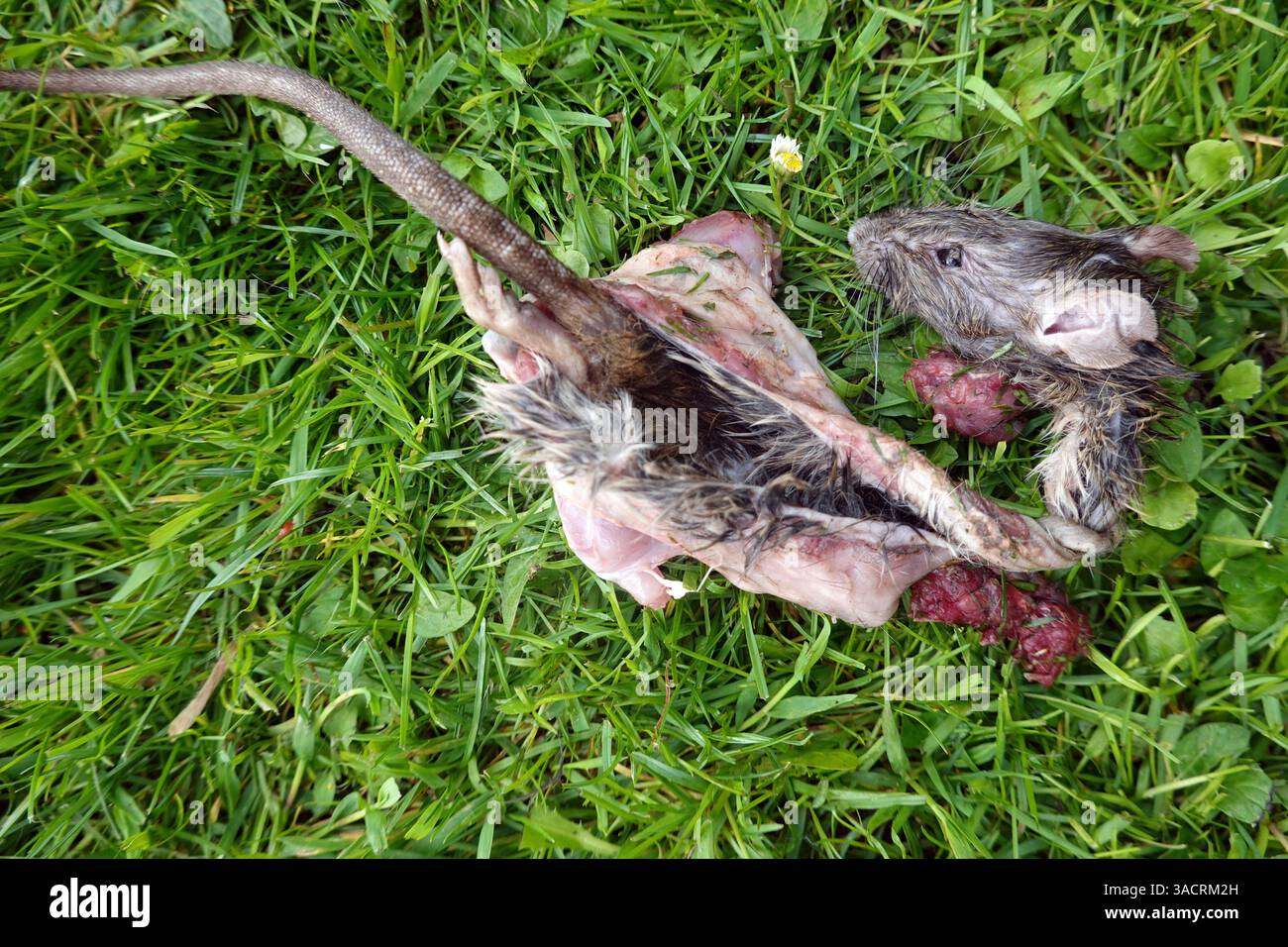 Carcass of a Norway rat (Rattus norvegicus), half eaten by a crow Stock ...