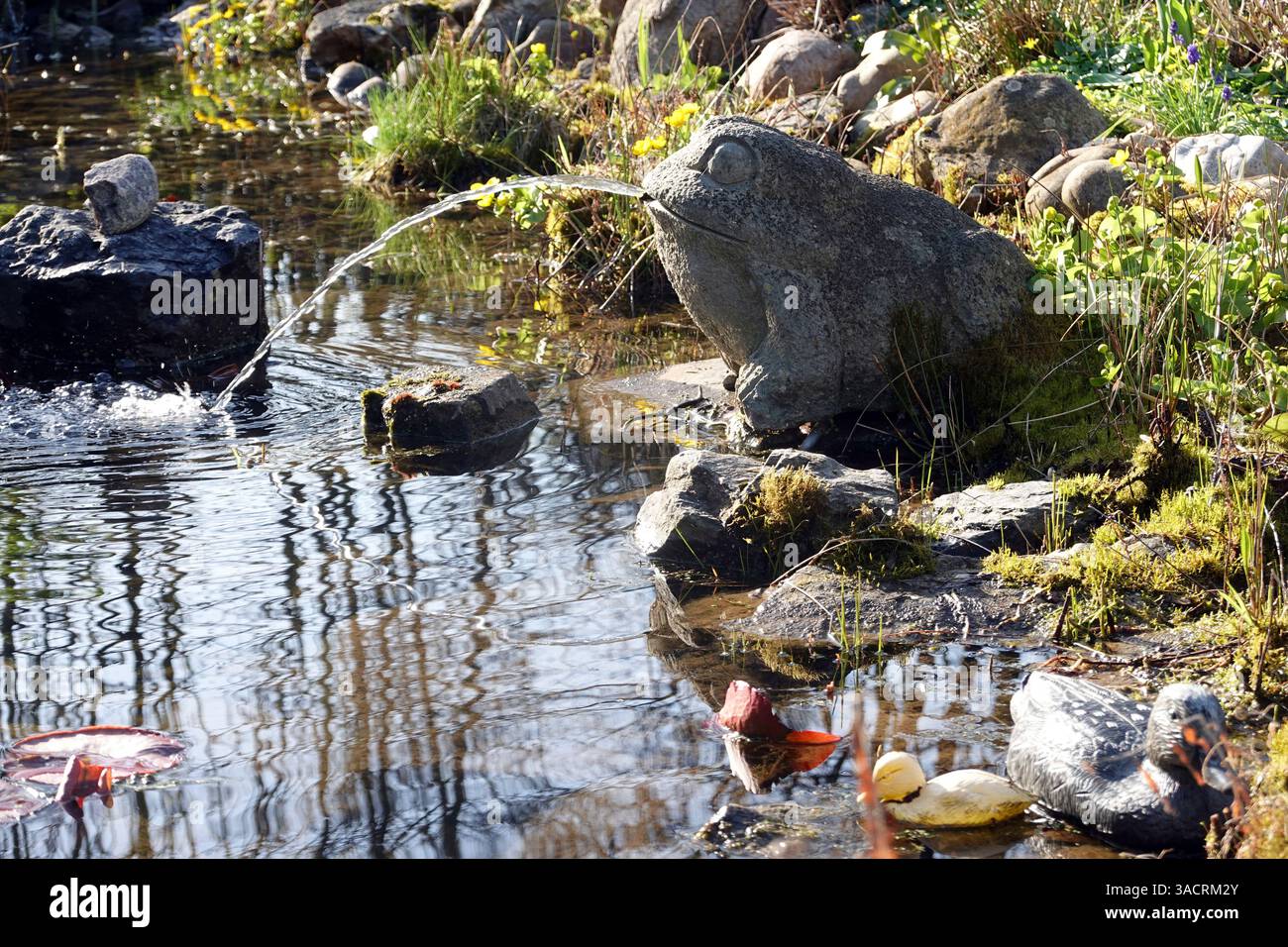 Water-spouting frog made of stone by a garden pond Stock Photo - Alamy