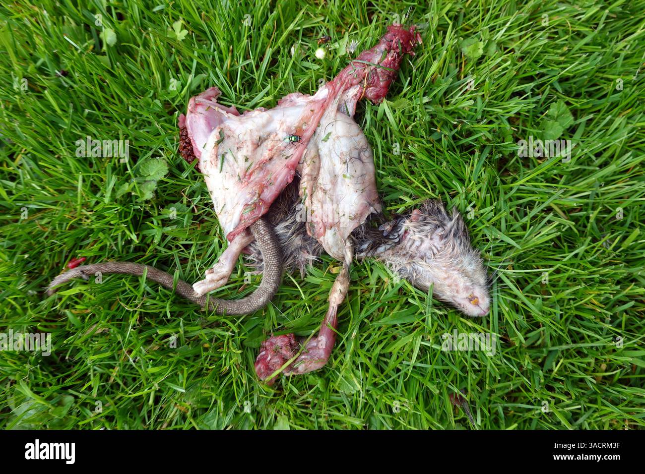 Carcass of a Norway rat (Rattus norvegicus), half eaten by a crow Stock ...