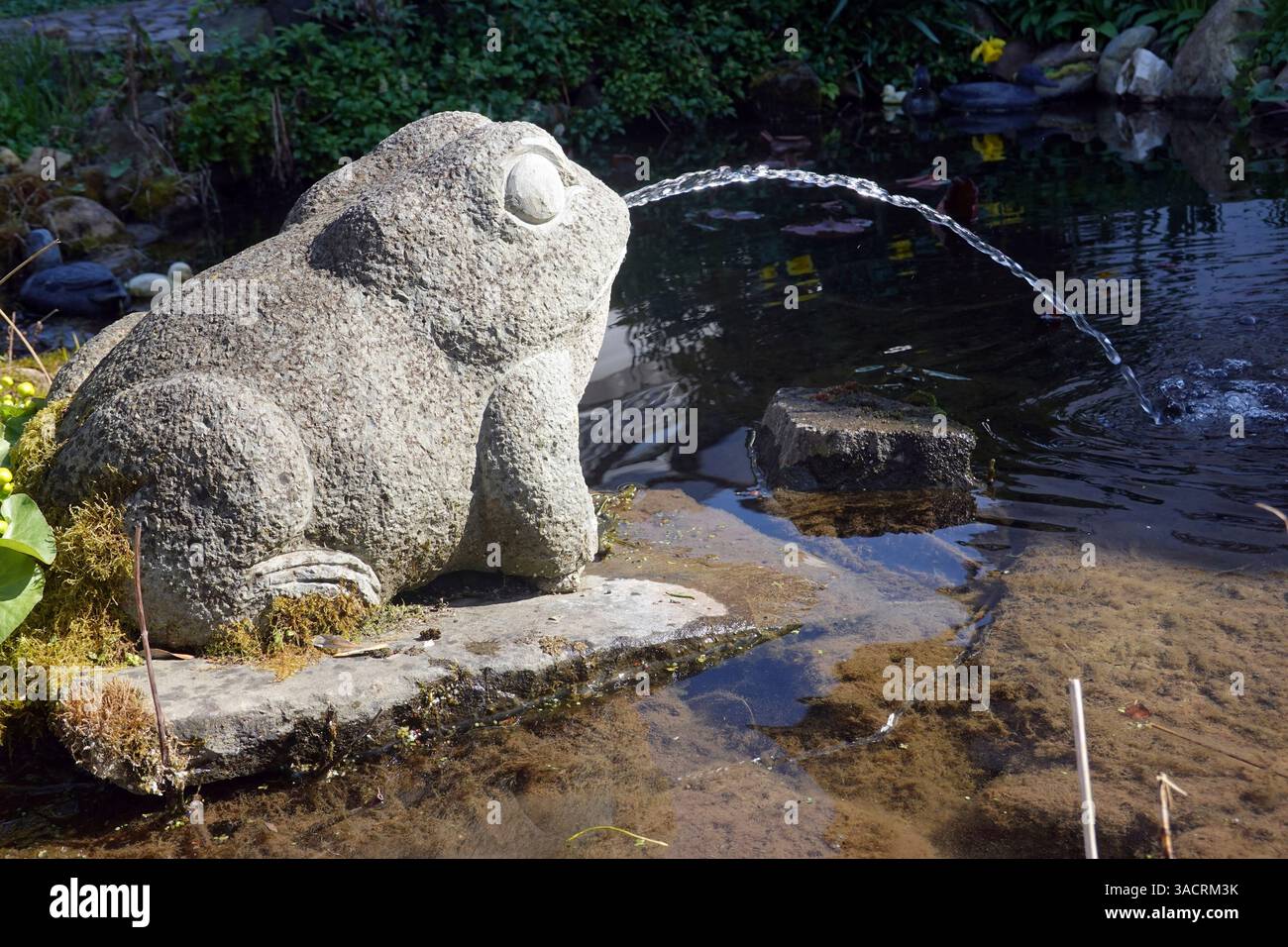 Water-spouting frog made of stone by a garden pond Stock Photo - Alamy