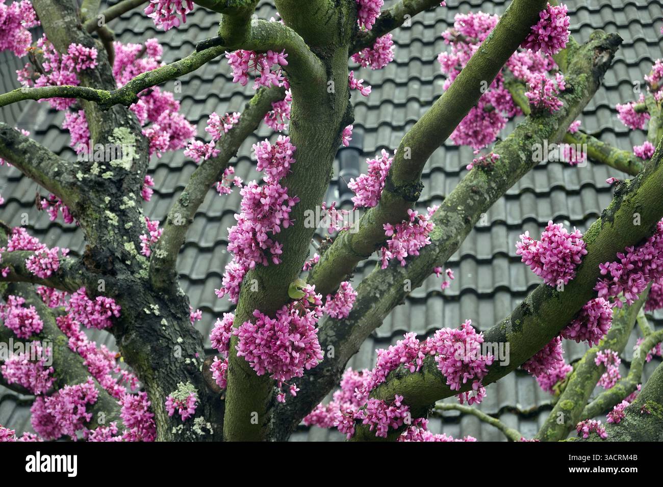 Judas tree (Cercis siliquastrum) - flowering tree Stock Photo - Alamy