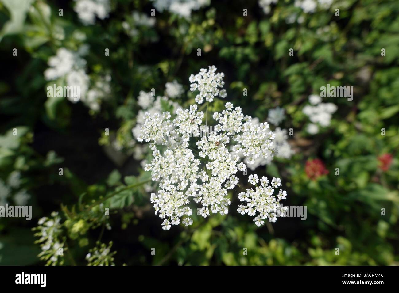 rough chervil (Chaerophyllum temulum), hairy leaves Stock Photo - Alamy